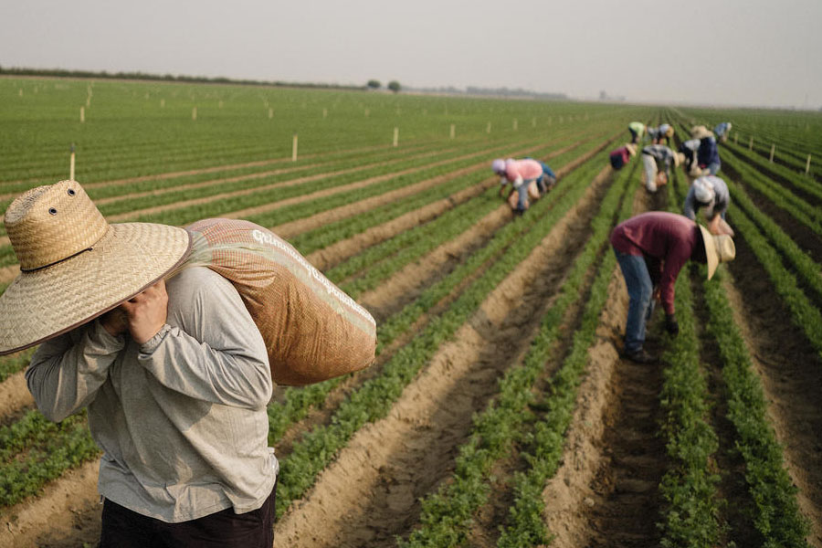 The Changing Face of Agriculture in Tanzania - Massey Ferguson Tanzania